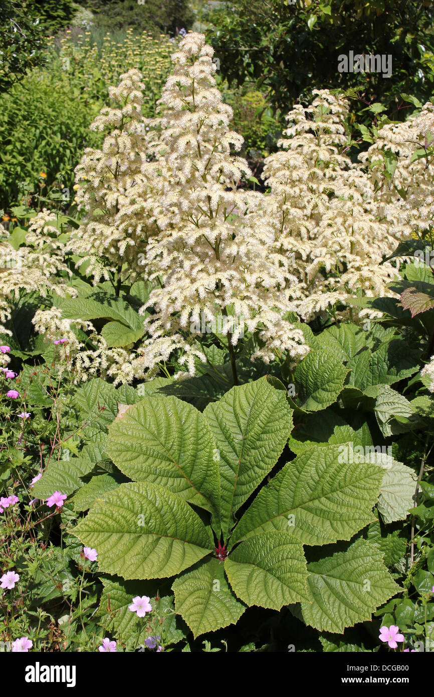 Rodgersia Pinnata 'Superba' Stockfotografie - Alamy