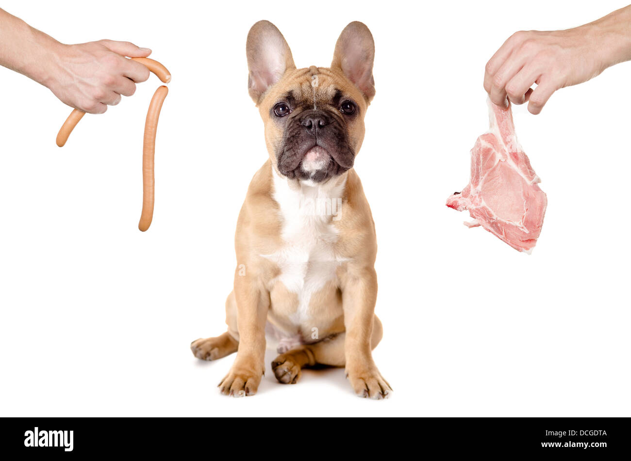 ein Hund hat die Wahl zwischen Fleisch oder Wurst vor weißem ...