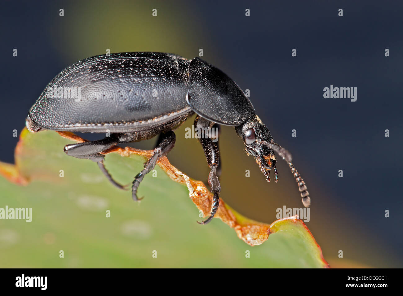 Sommer Schwarze Kafer