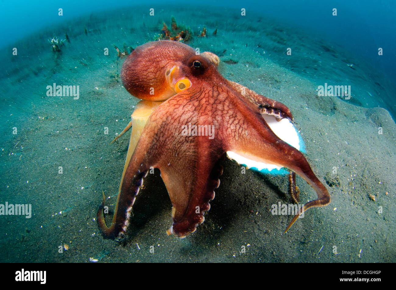 Oktopus arten -Fotos und -Bildmaterial in hoher Auflösung – Alamy