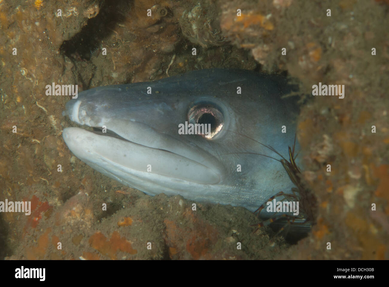 Conger aal conger conger -Fotos und -Bildmaterial in hoher Auflösung ...