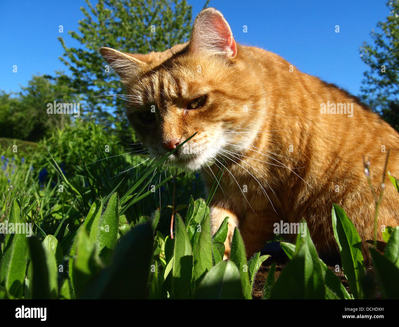 Katze blumen riechen -Fotos und -Bildmaterial in hoher Auflösung – Alamy