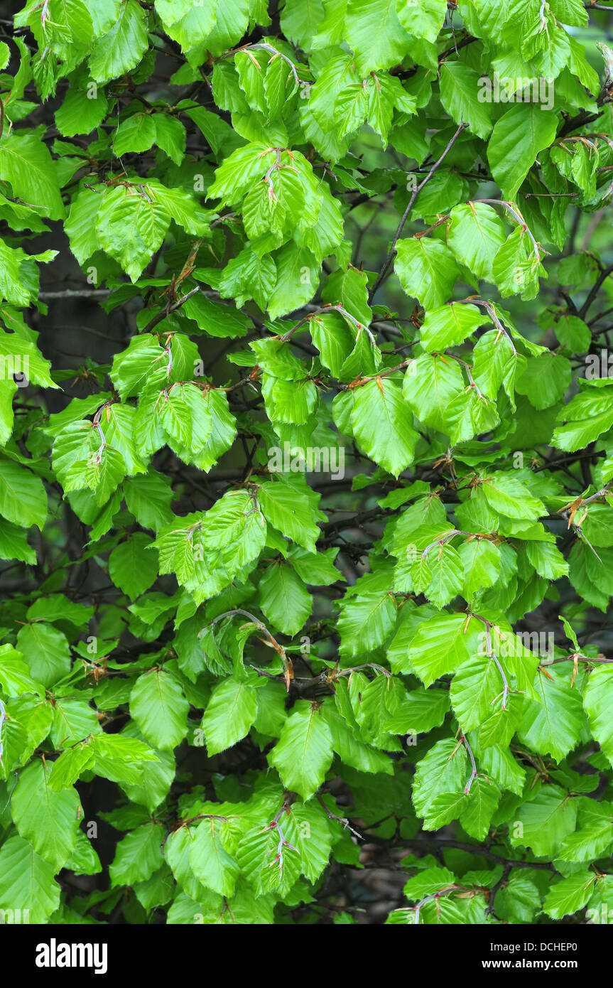 Fagus sylvatica hedge -Fotos und -Bildmaterial in hoher Auflösung – Alamy
