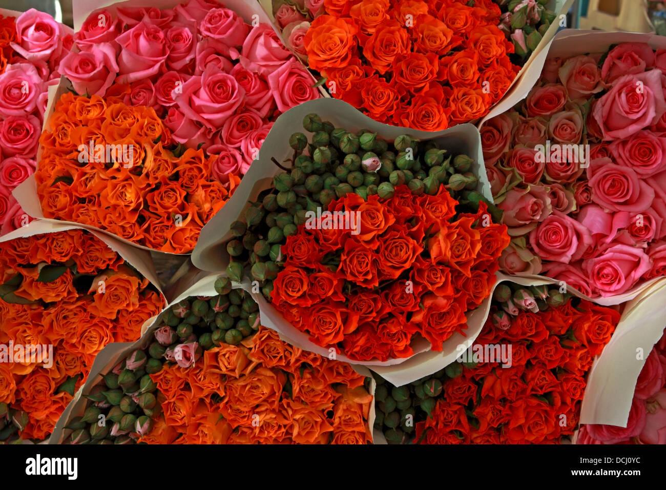 Beste rosen -Fotos und -Bildmaterial in hoher Auflösung – Alamy