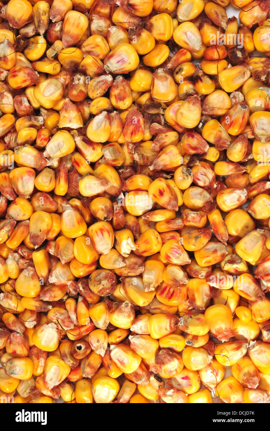 Fertilizing corn -Fotos und -Bildmaterial in hoher Auflösung – Alamy