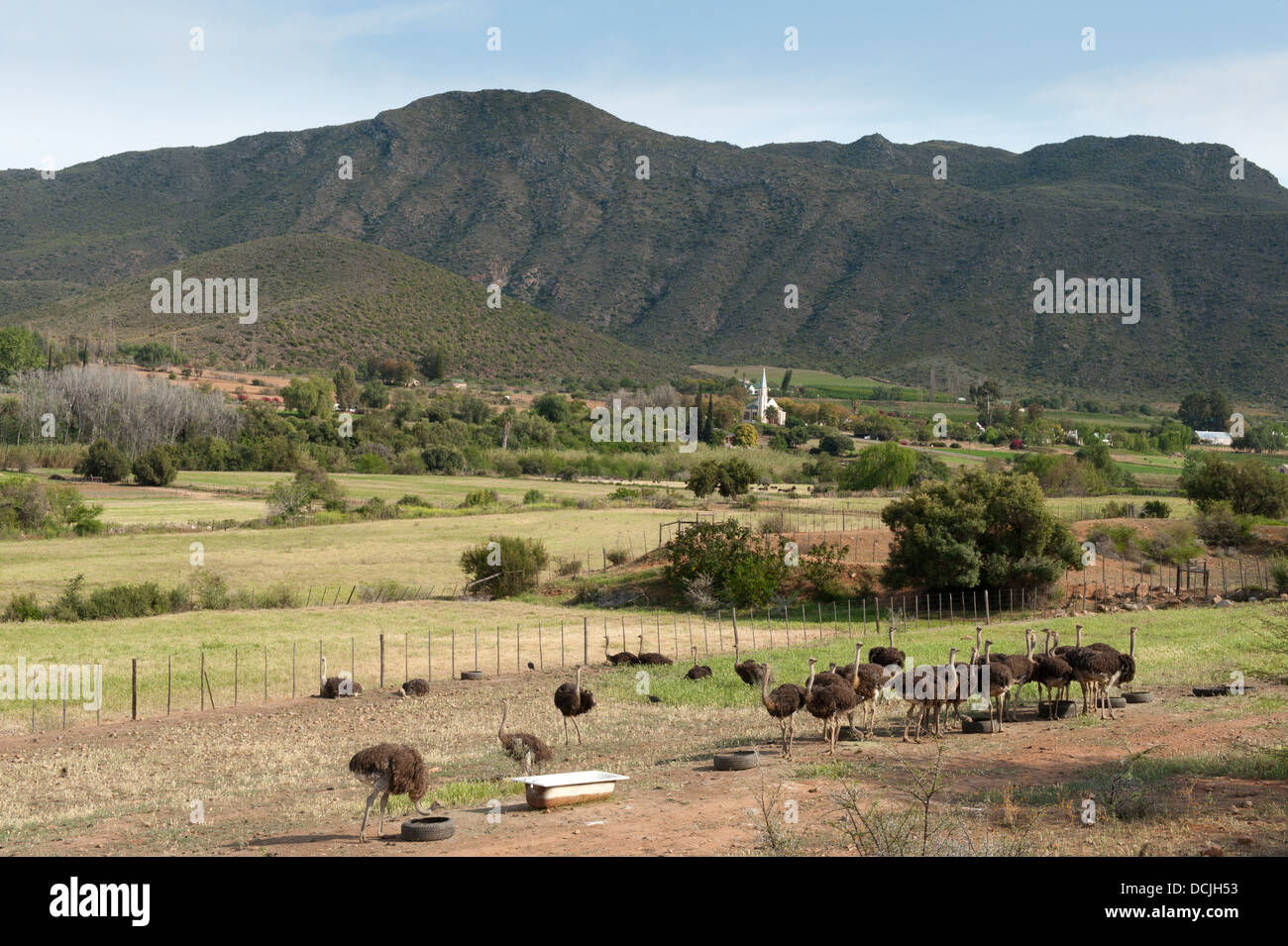 Seine Straussenfarm Stockfotos und -bilder Kaufen - Alamy