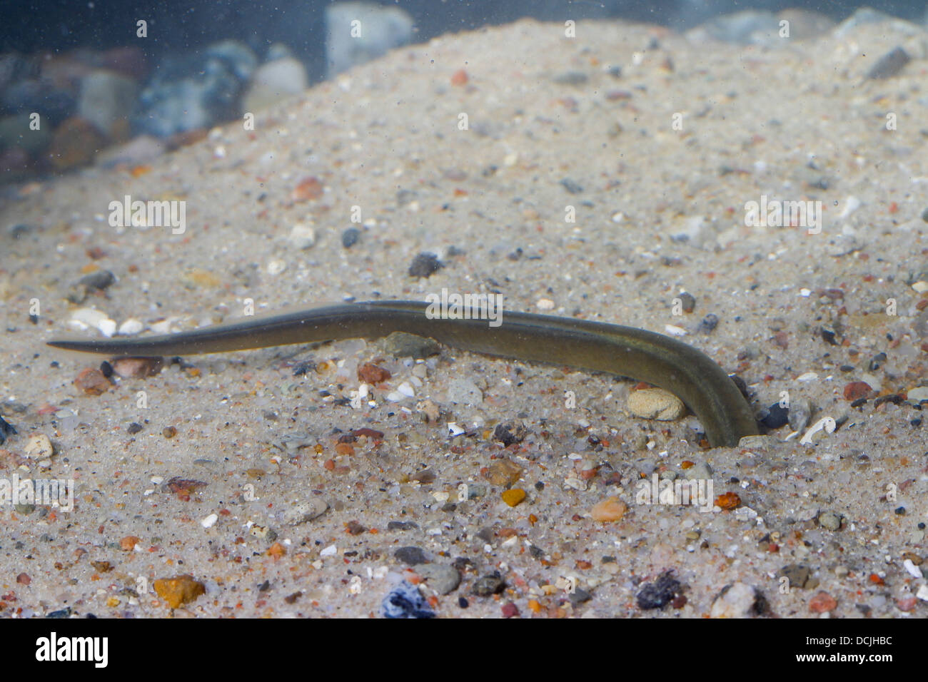 Europäische Brook Lamprey, Brook Lamprey, Bachneunauge, Bach-Neunauge ...