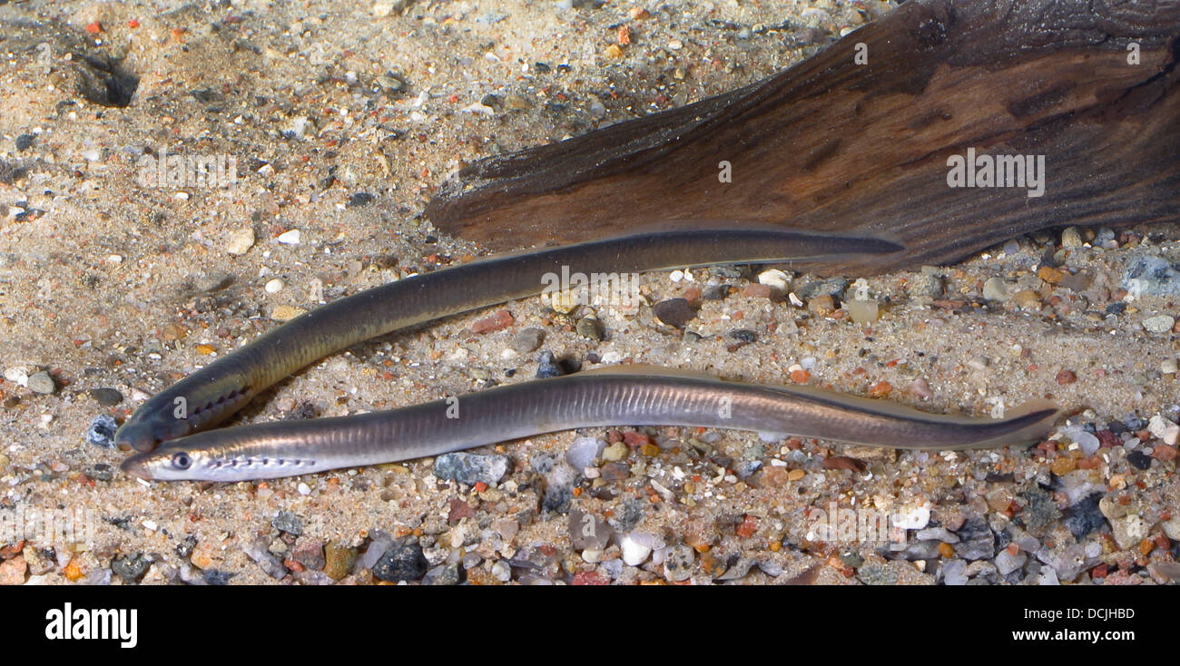 Europäische Brook Lamprey, Brook Lamprey, Bachneunauge, Bach-Neunauge ...