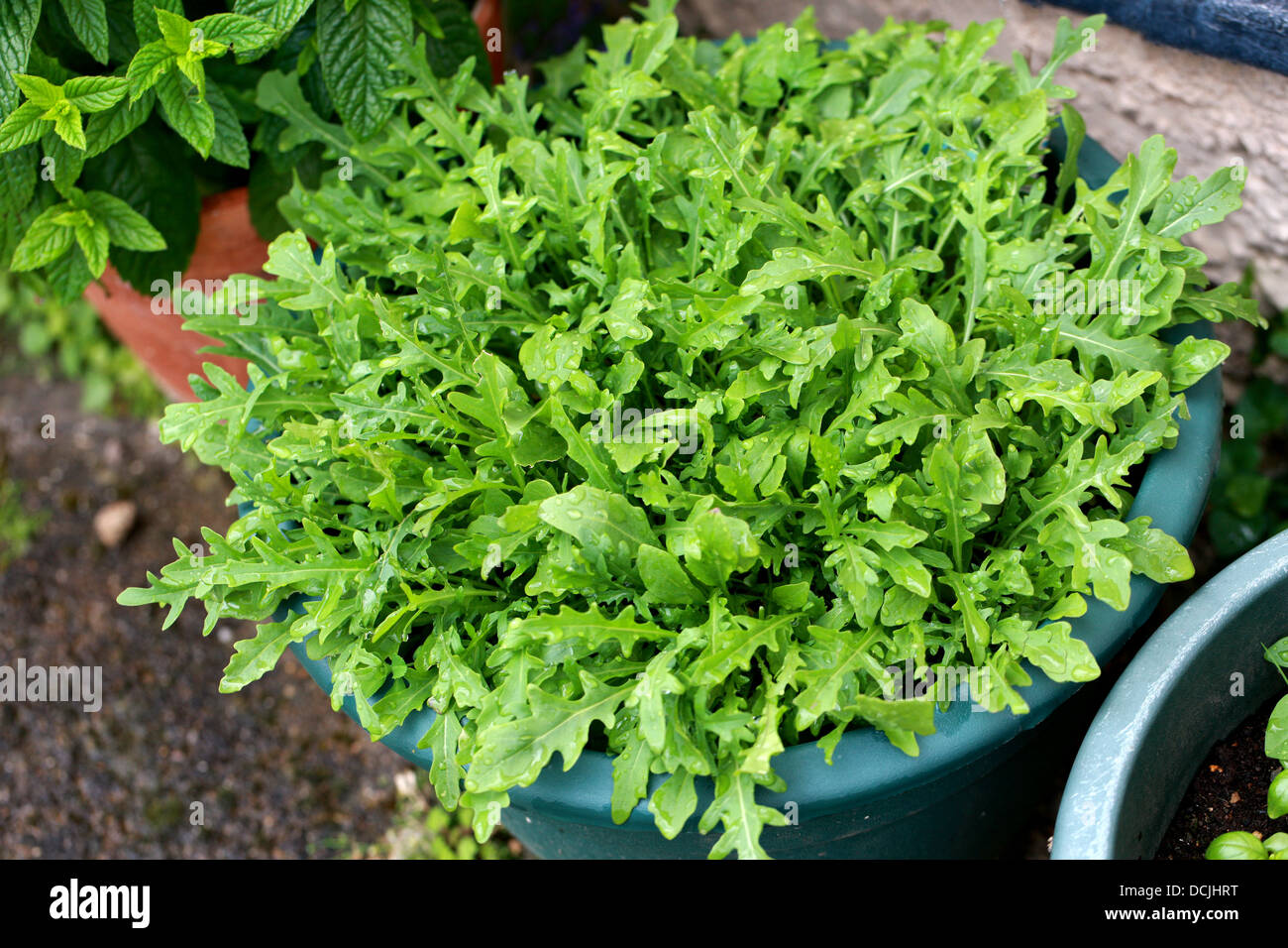 Wilde rakete -Fotos und -Bildmaterial in hoher Auflösung – Alamy