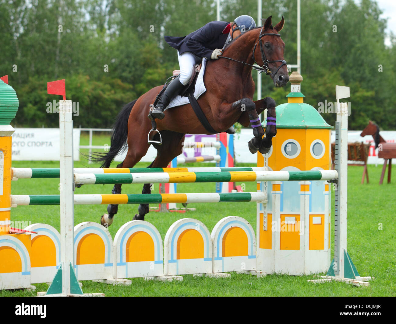 Pferd und Reiter im Helm springt einen Springreiten-Kurs über Zäune ...
