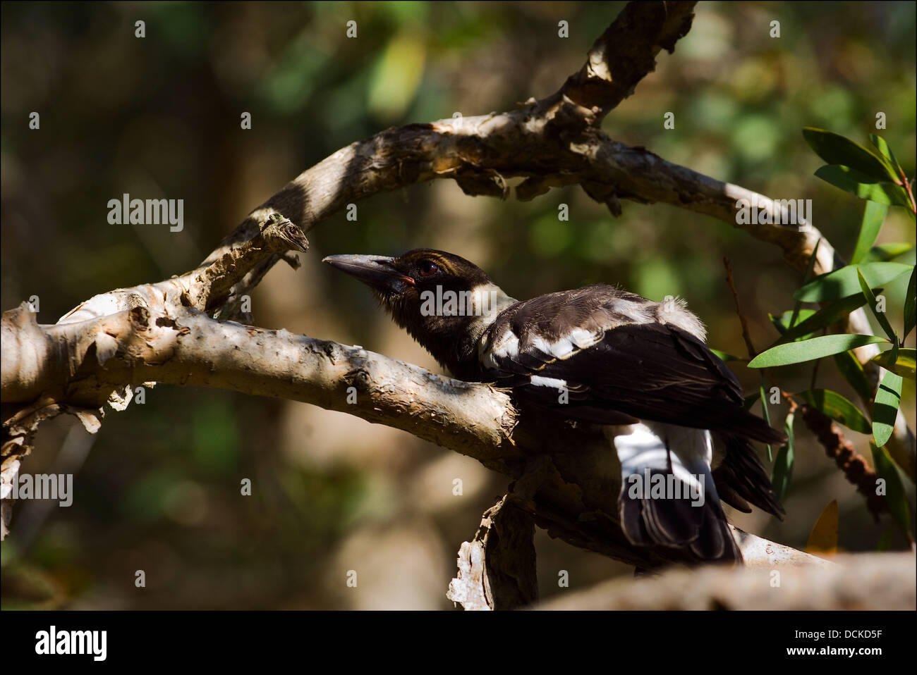 Australisches naturbild -Fotos und -Bildmaterial in hoher Auflösung – Alamy