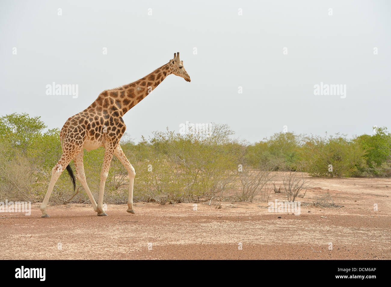 Sahel Desert West Africa Stockfotos und -bilder Kaufen - Alamy