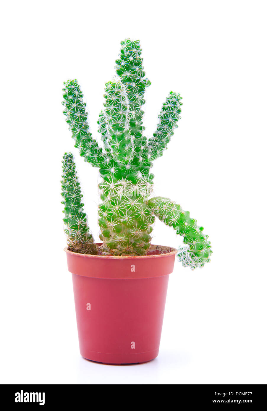 Kaktus spike kakteen Ausgeschnittene Stockfotos und -bilder - Alamy