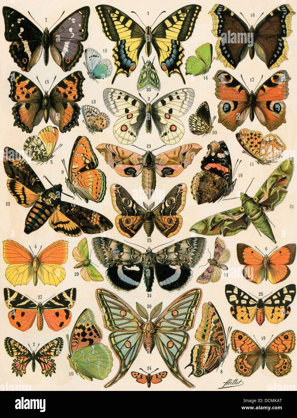 Schmetterlinge schmetterlinge -Fotos und -Bildmaterial in hoher ...