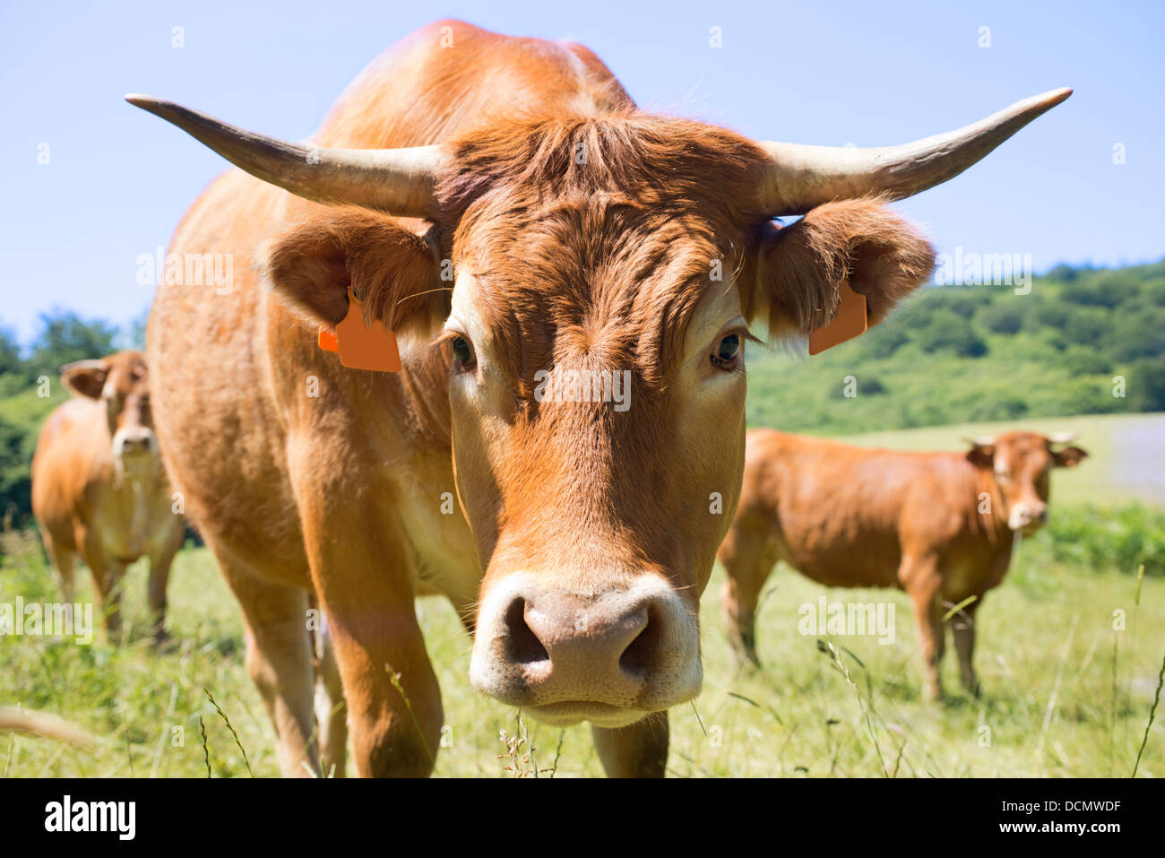 braune Kuh von Limousin in einem Feld Stockfotografie - Alamy