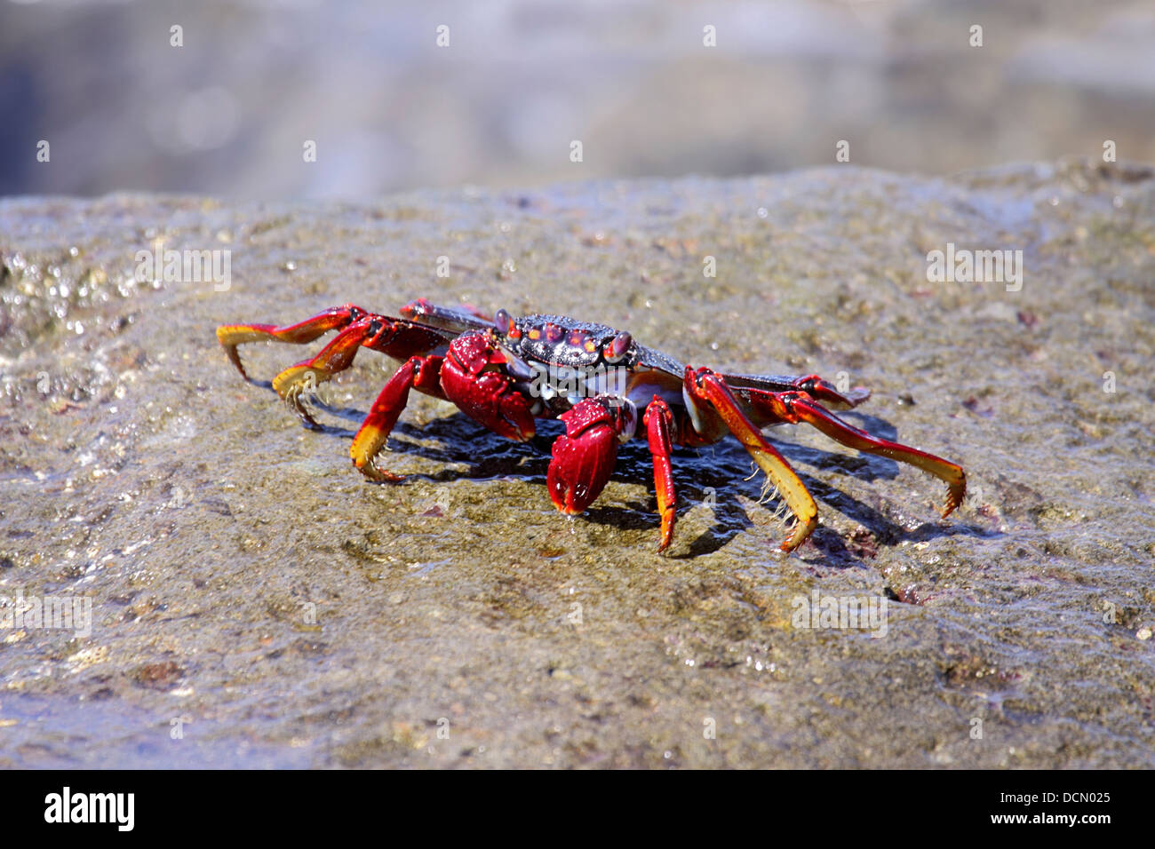 Rote krebskrabbe -Fotos und -Bildmaterial in hoher Auflösung – Alamy