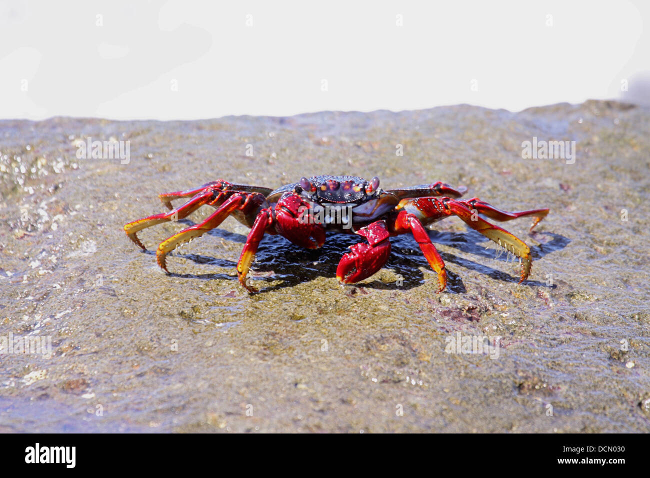 Rote krebskrabbe -Fotos und -Bildmaterial in hoher Auflösung – Alamy