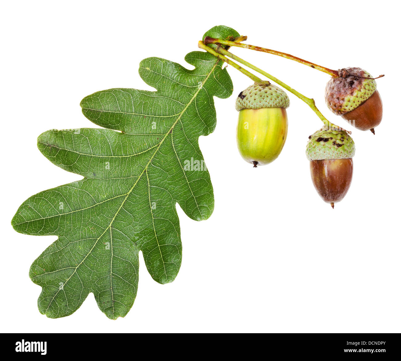 Grünes eichenblatt -Fotos und -Bildmaterial in hoher Auflösung – Alamy