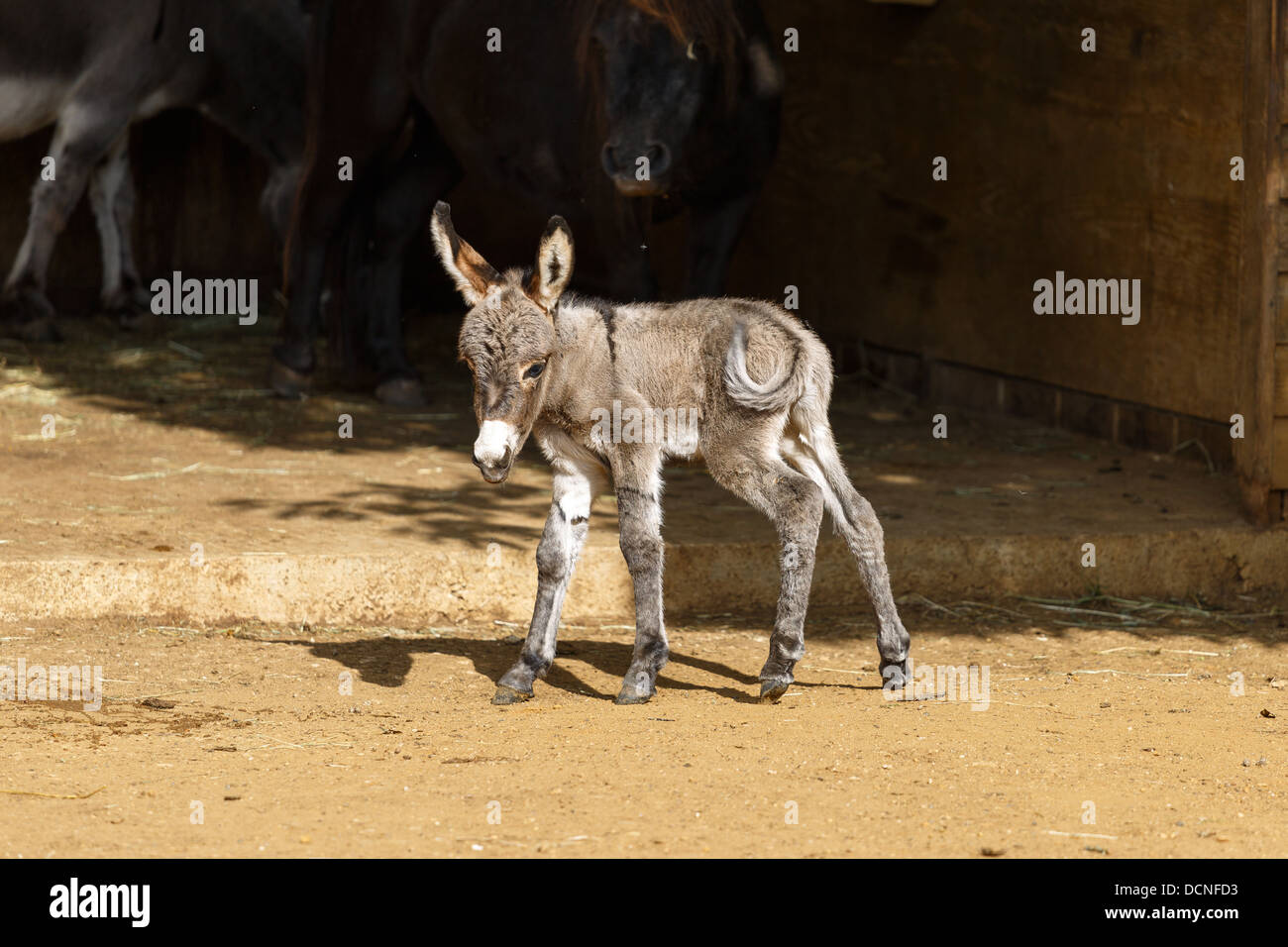 Baby donkey -Fotos und -Bildmaterial in hoher Auflösung – Alamy