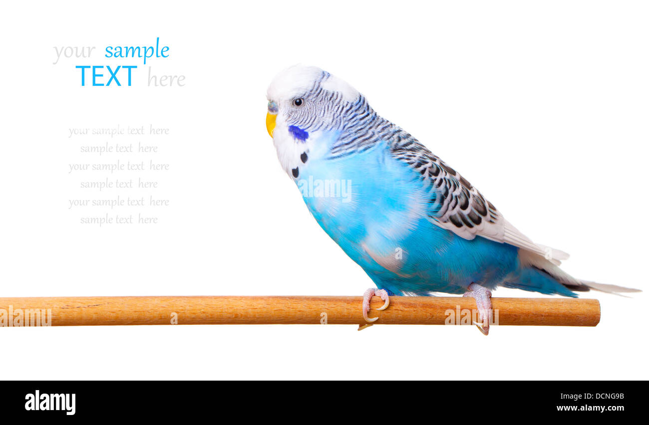 Niedlicher wellensittich -Fotos und -Bildmaterial in hoher Auflösung ...