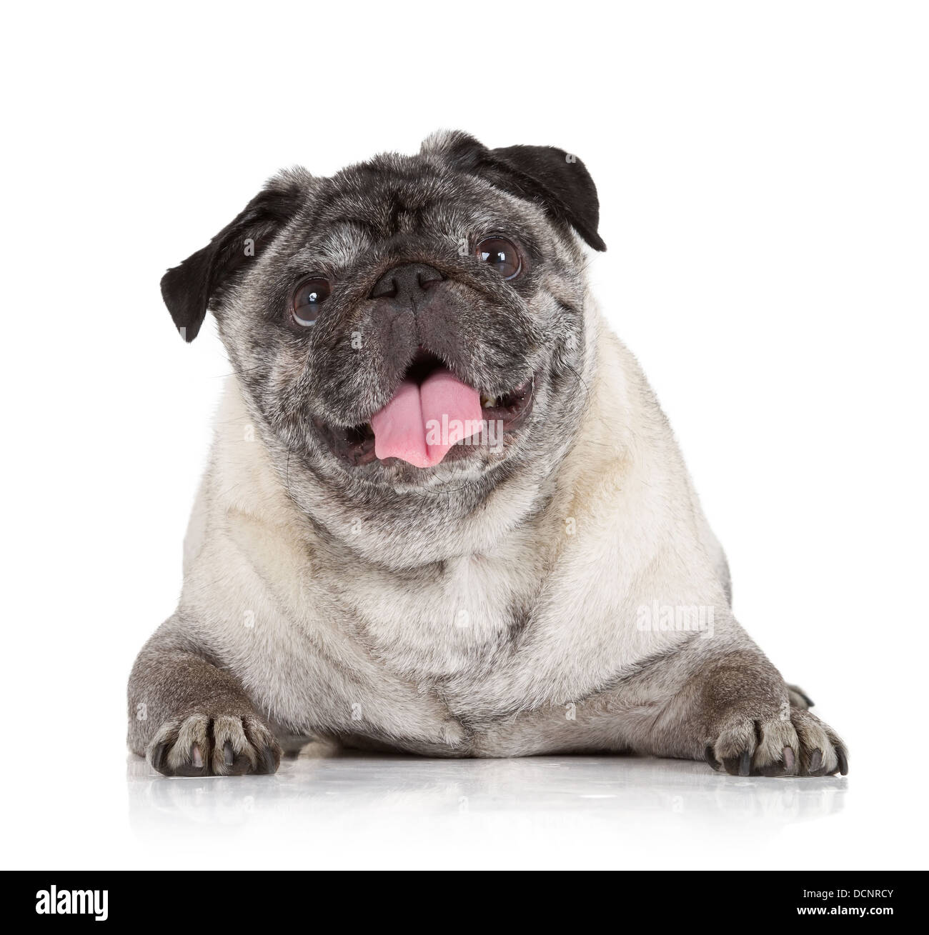 Mops lustig Ausgeschnittene Stockfotos und -bilder - Alamy