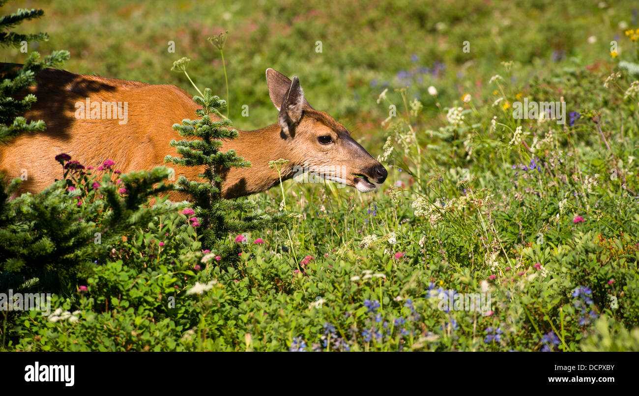 Animal brush -Fotos und -Bildmaterial in hoher Auflösung – Alamy