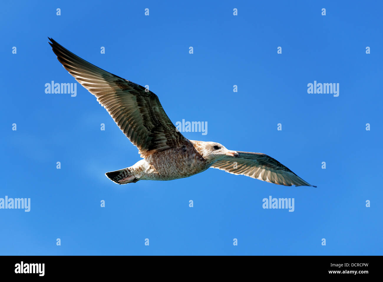 Fliege frei gestellt -Fotos und -Bildmaterial in hoher Auflösung – Alamy
