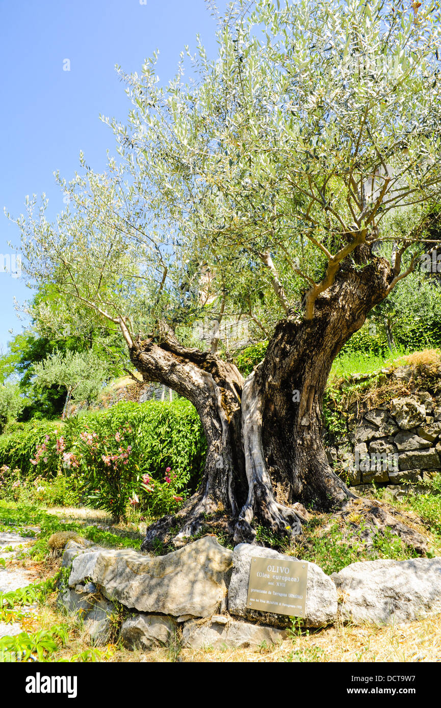 Olivenbaum, Italien, Friaul-Julian Venetia, Castelmonte Stockfotografie ...