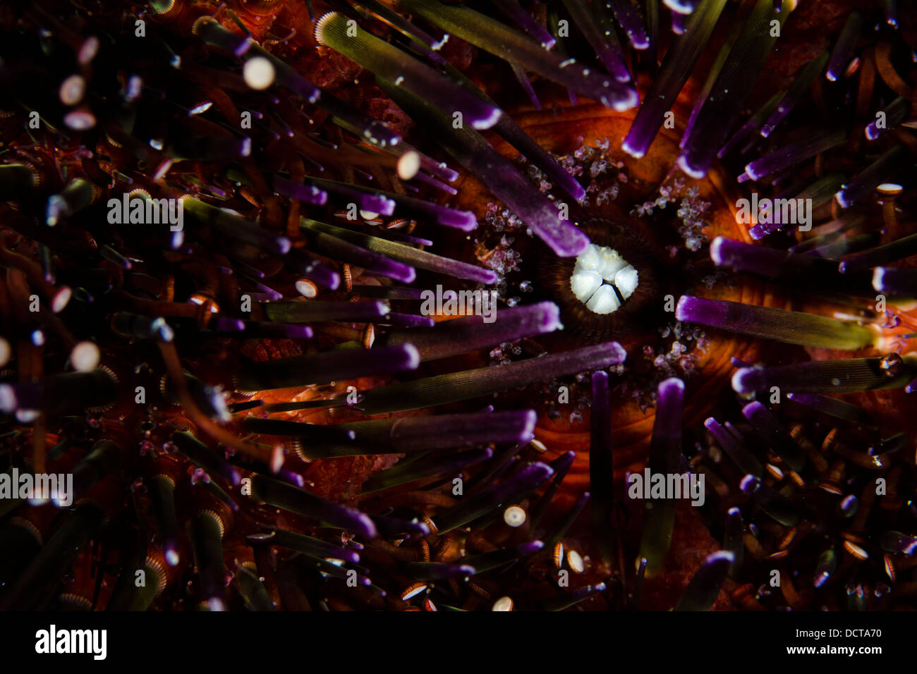 Nahaufnahme seeigel mund -Fotos und -Bildmaterial in hoher Auflösung ...