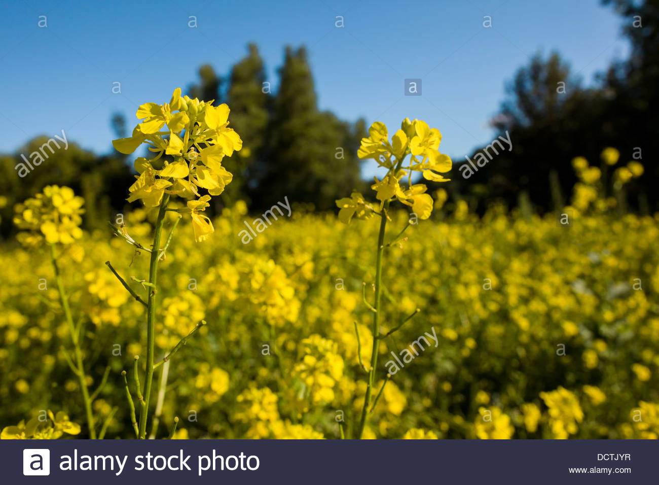 Plant Of Brassica Nigra Stockfotos und -bilder Kaufen - Alamy