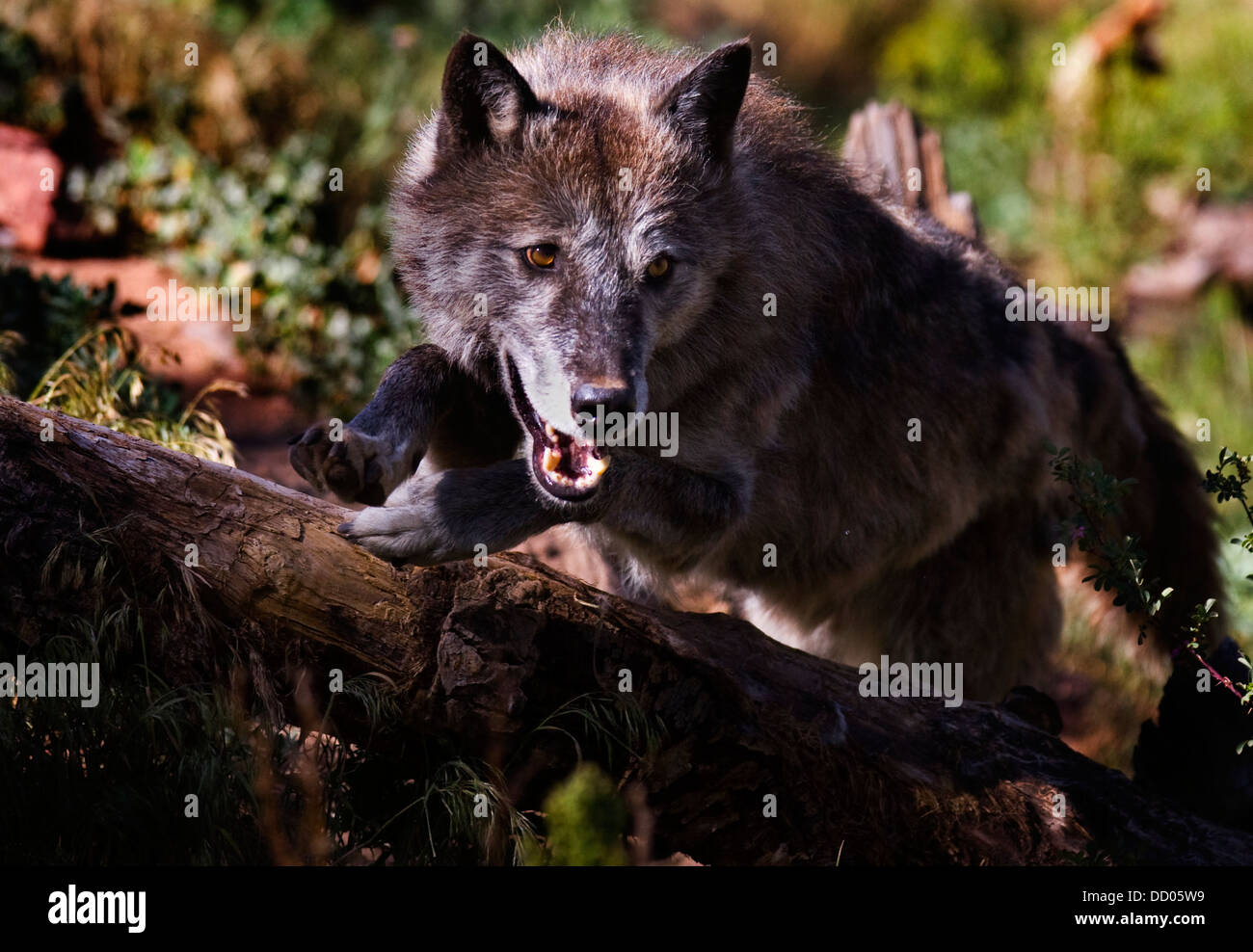 Nordamerikanischer Grauer Wolf Stockfotos und -bilder Kaufen - Alamy