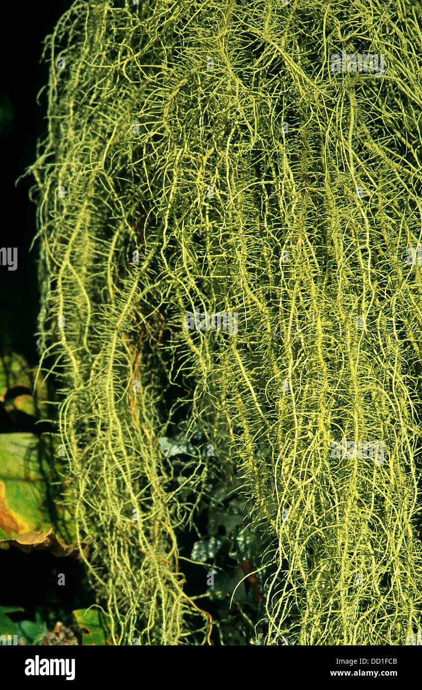 Old Man's Bart Bart Flechten, treemoss, Methusalem Bart Flechten ...