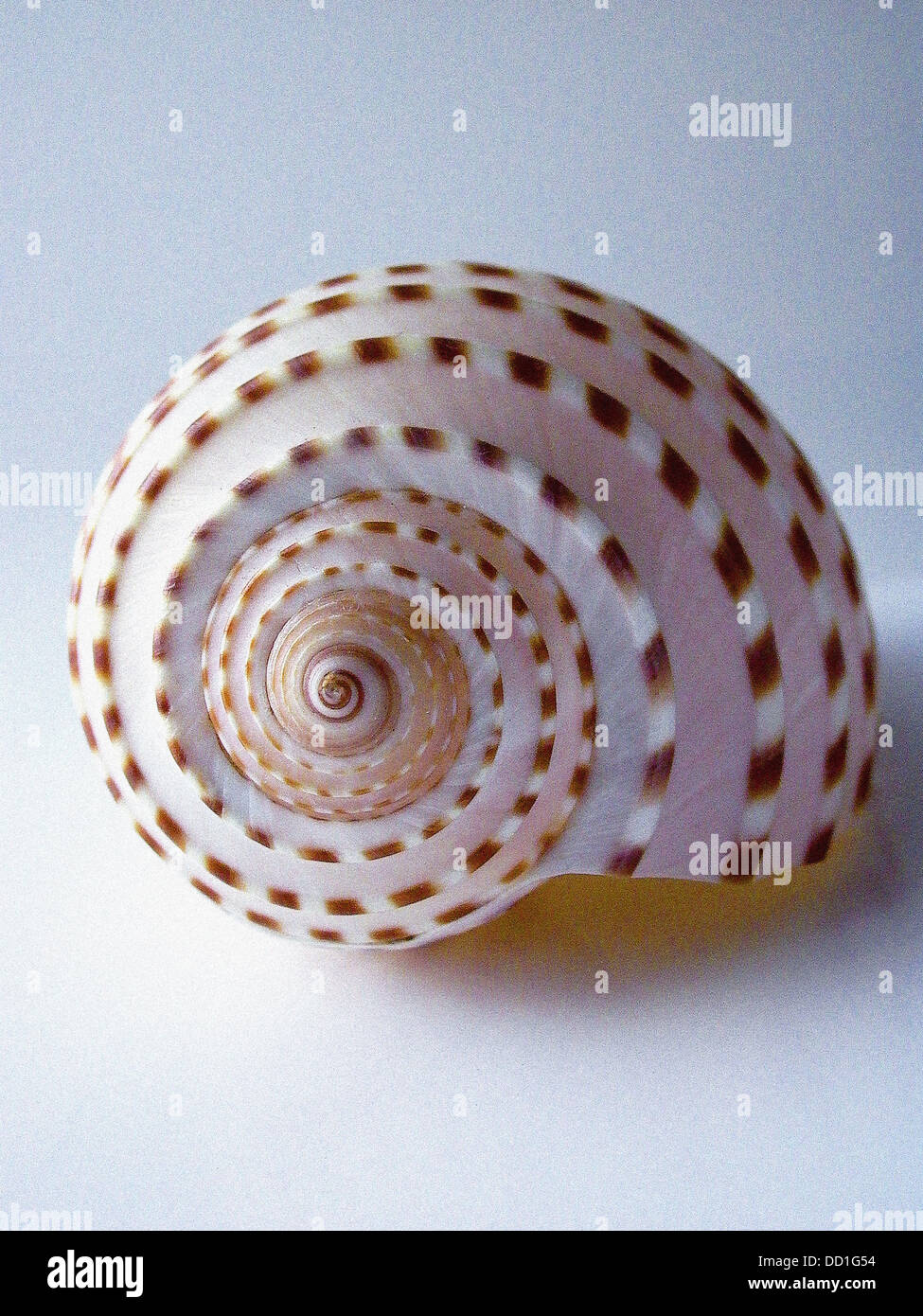 Tonna dolium -Fotos und -Bildmaterial in hoher Auflösung – Alamy