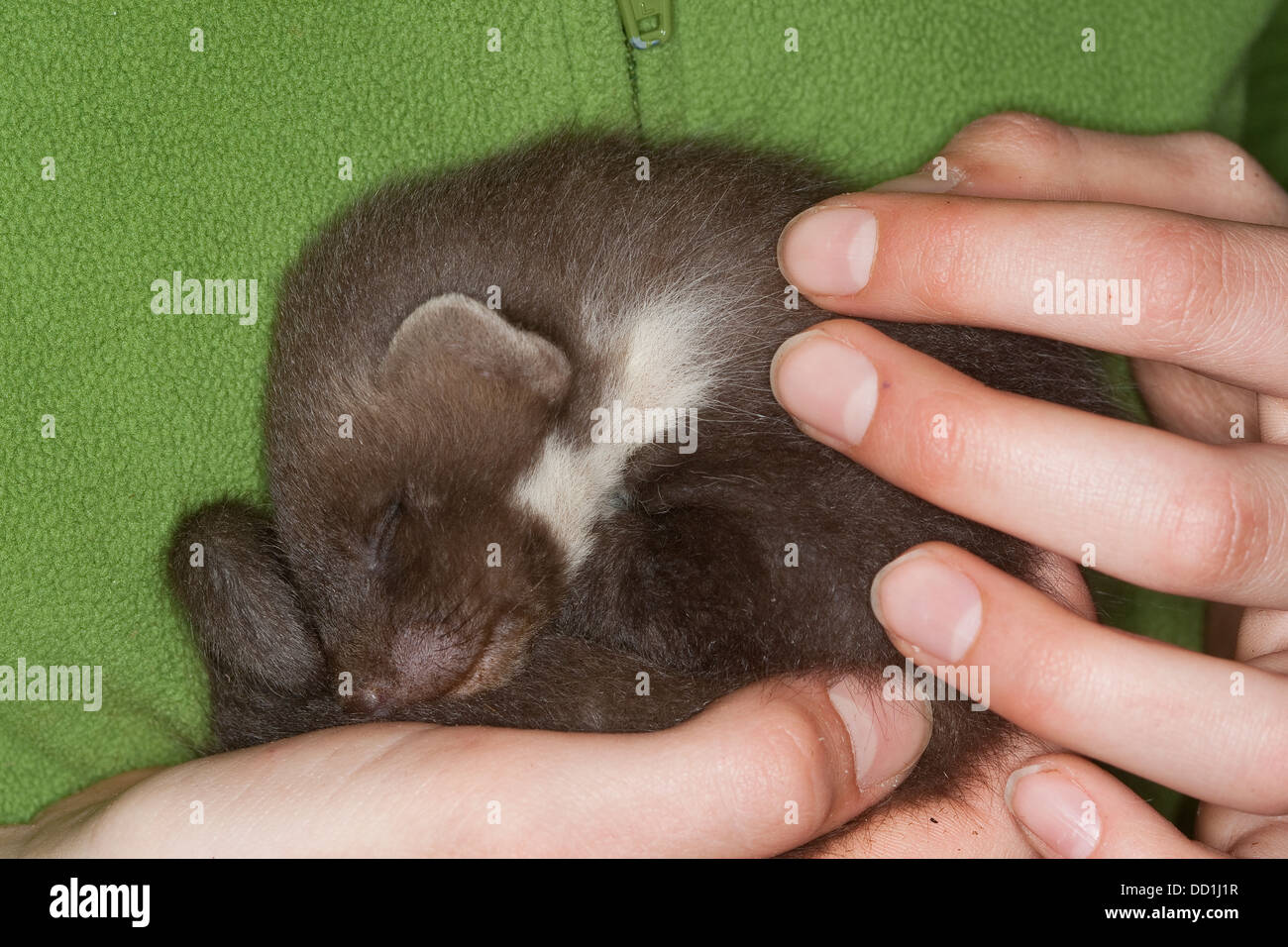 Europäischen Baummarder, baby, Baummarder, Tierbaby, Baum-Marder ...