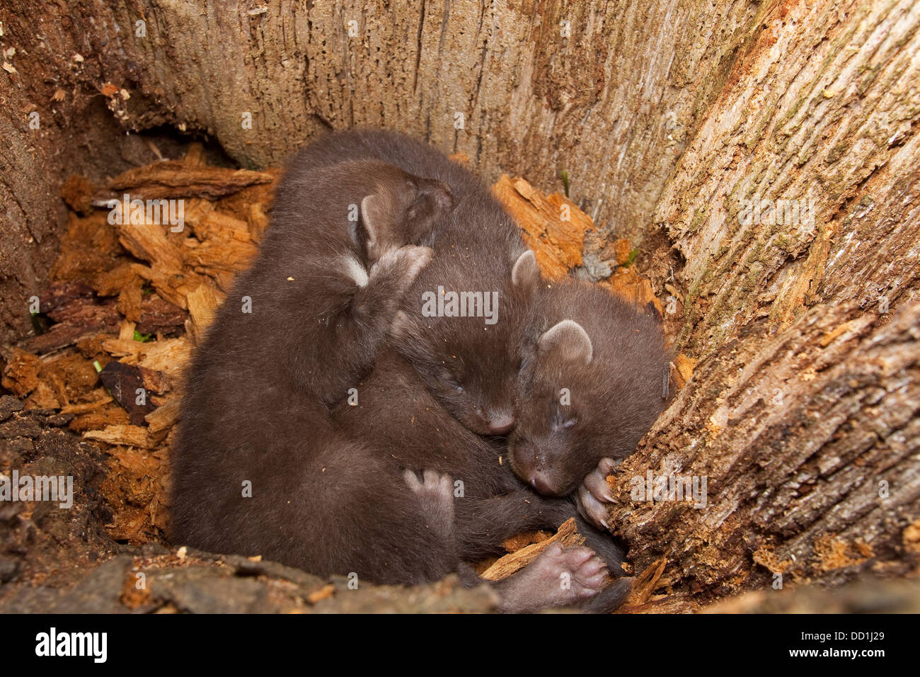 Europäischen Baummarder, baby, Baummarder, Tierbaby, Baum-Marder ...
