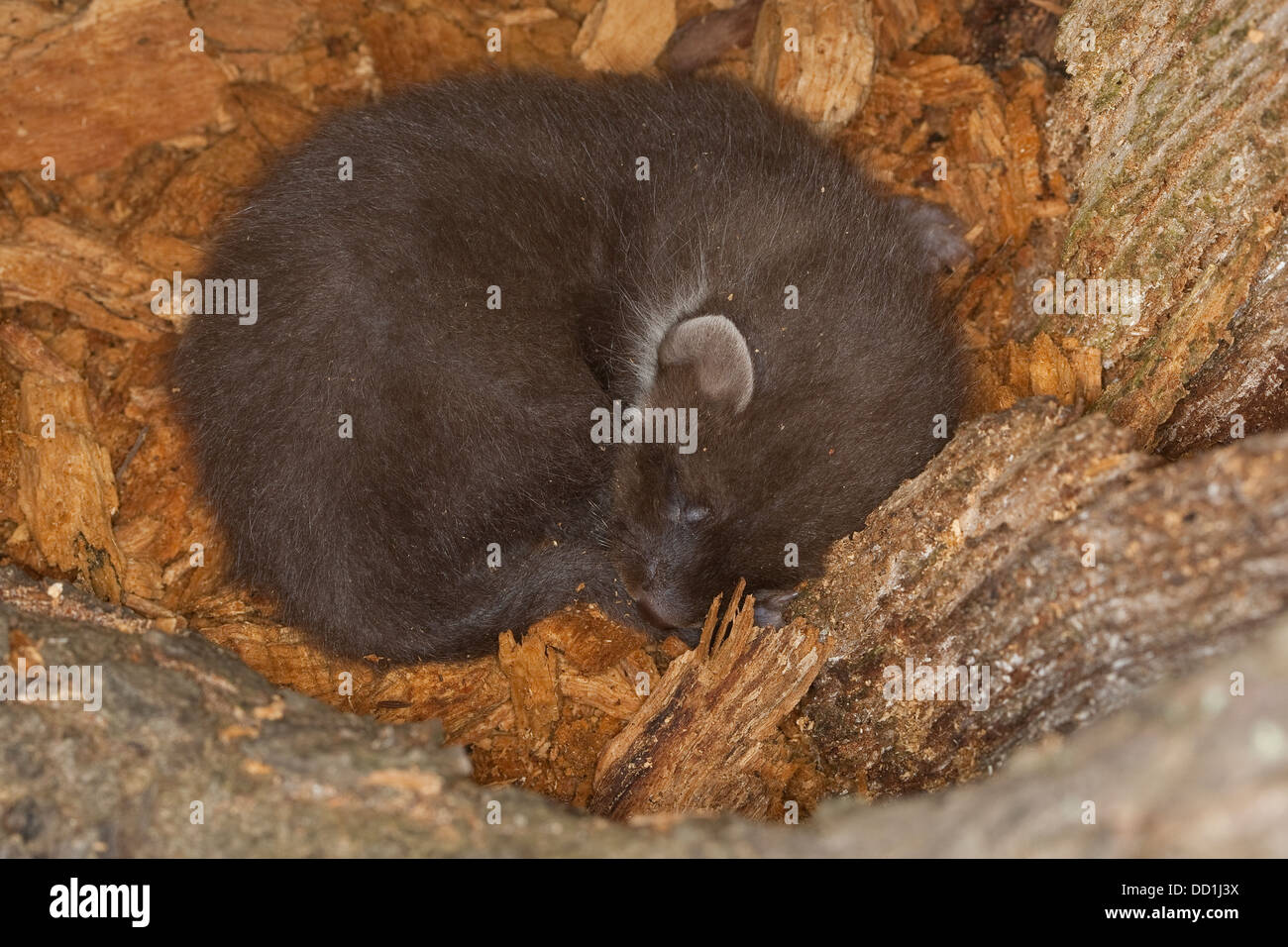Europäischen Baummarder, baby, Baummarder, Tierbaby, Baum-Marder ...