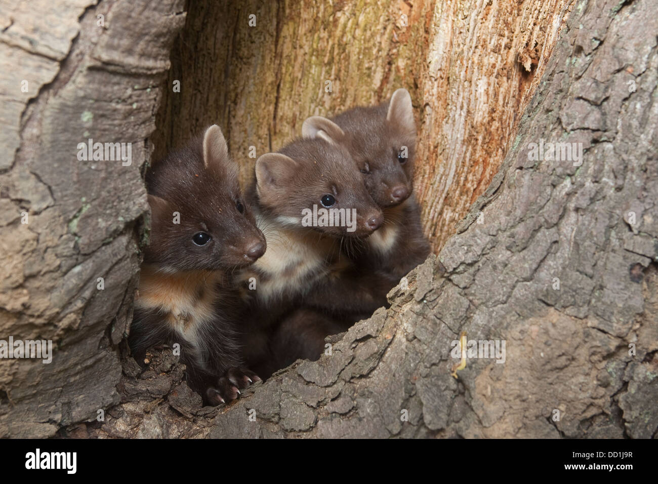 Europäische Baummarder, Baby, Baummarder, tierbaby, Baum - Marder ...