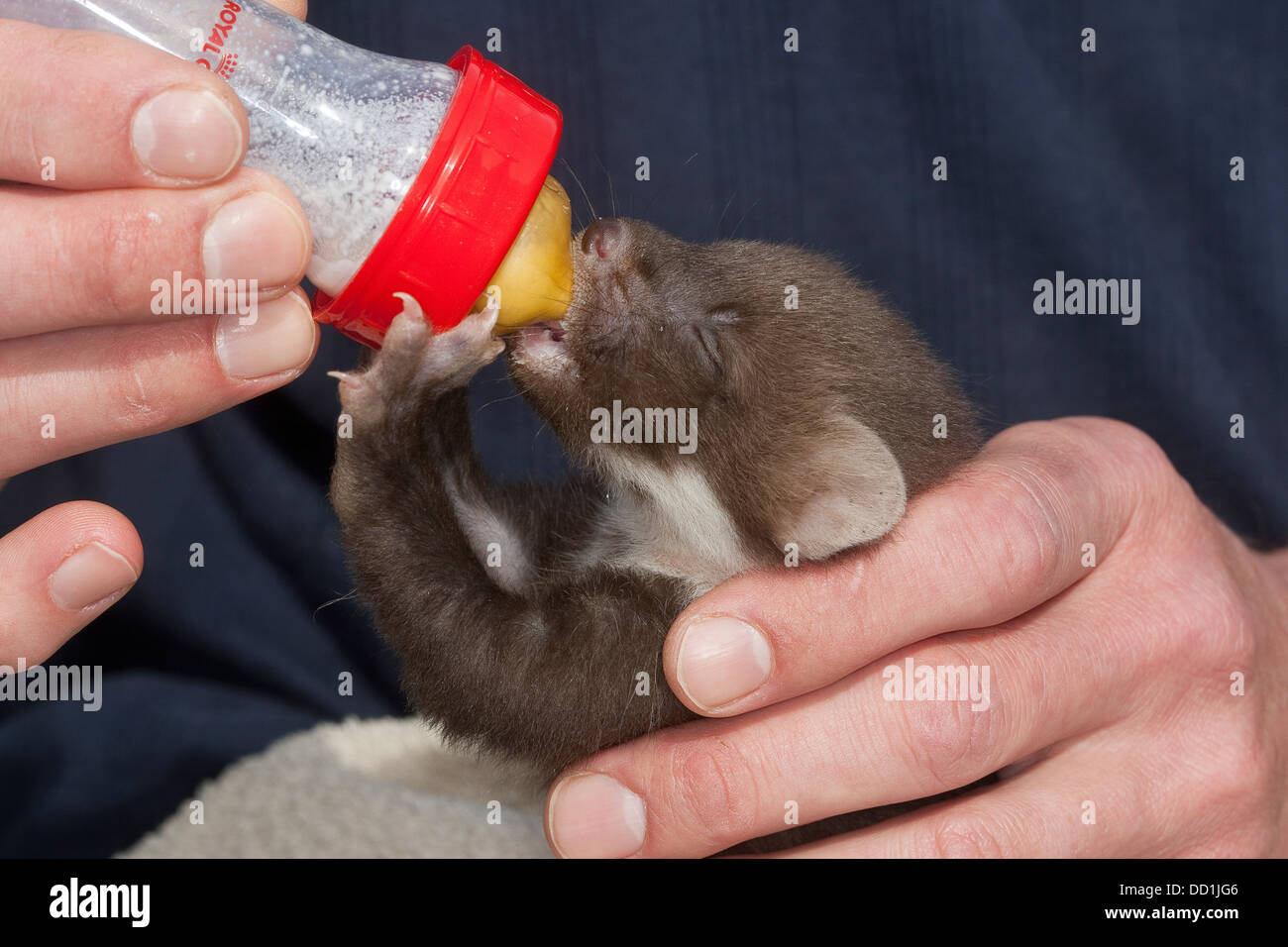 Europäischen Baummarder, baby, Baummarder, Tierbaby, Baum-Marder ...