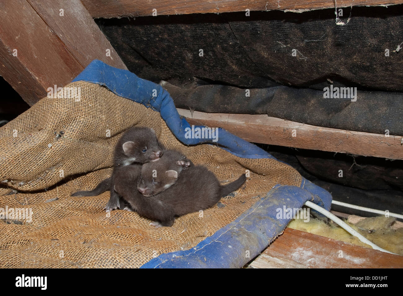 Europäischen Baummarder, baby, Baummarder, Tierbaby, Baum-Marder ...
