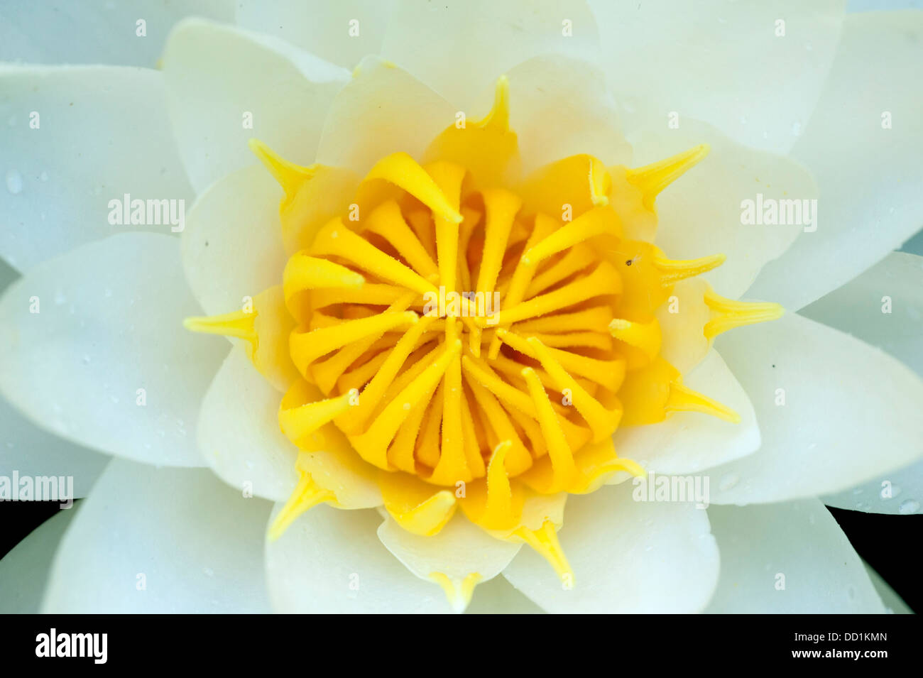Königreich der seerose -Fotos und -Bildmaterial in hoher Auflösung – Alamy