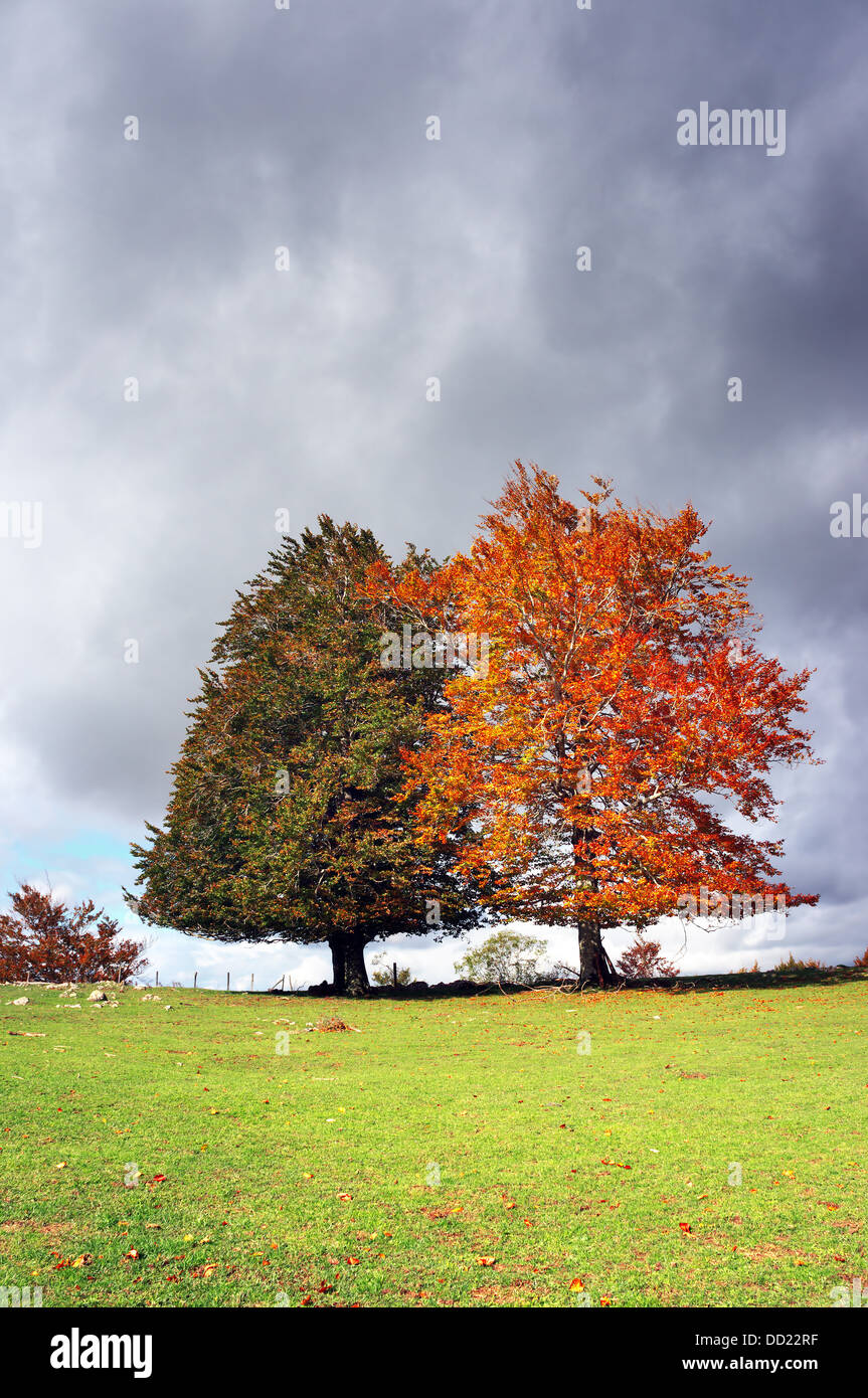 Landschaft mit laubbaum -Fotos und -Bildmaterial in hoher Auflösung – Alamy