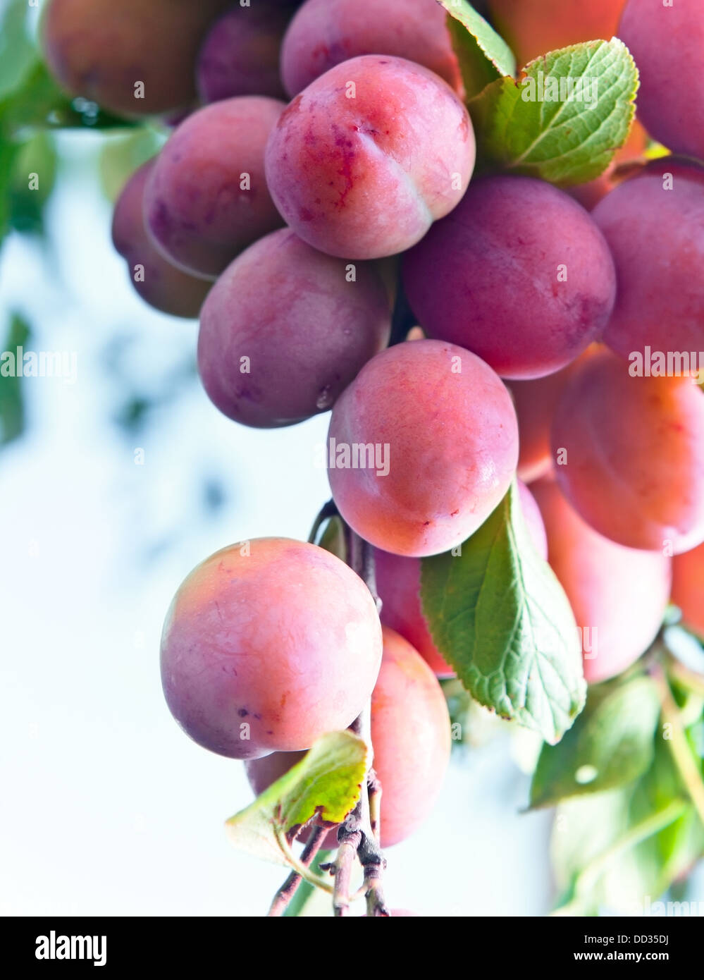 Pflaumen auf einer niederlassung -Fotos und -Bildmaterial in hoher ...
