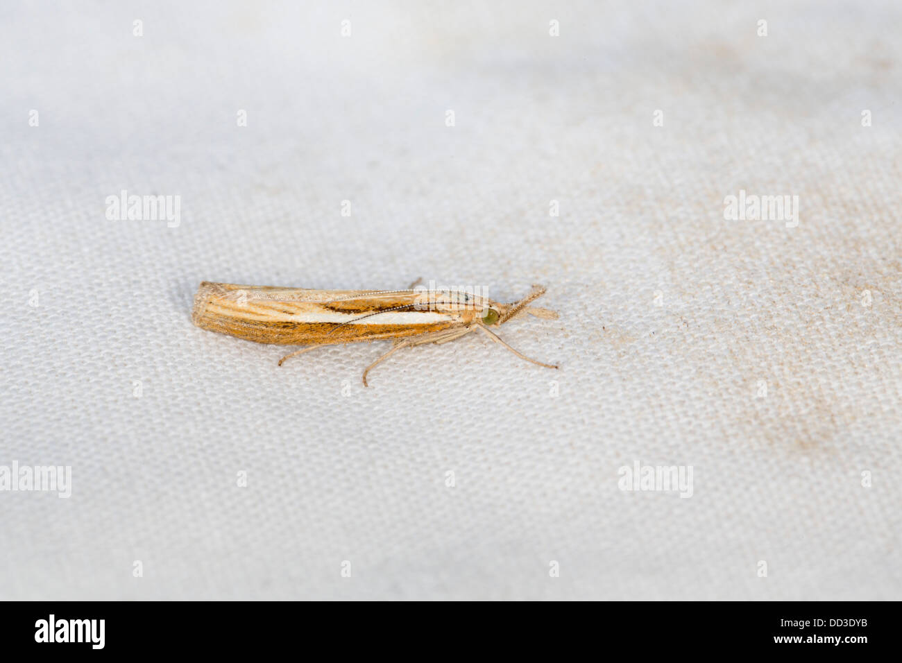 Furnier Veneer Stockfotos und -bilder Kaufen - Alamy