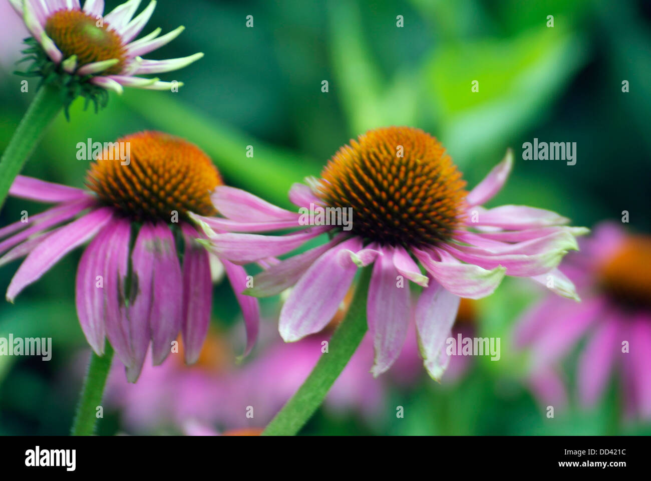 Welkende blumen -Fotos und -Bildmaterial in hoher Auflösung – Alamy
