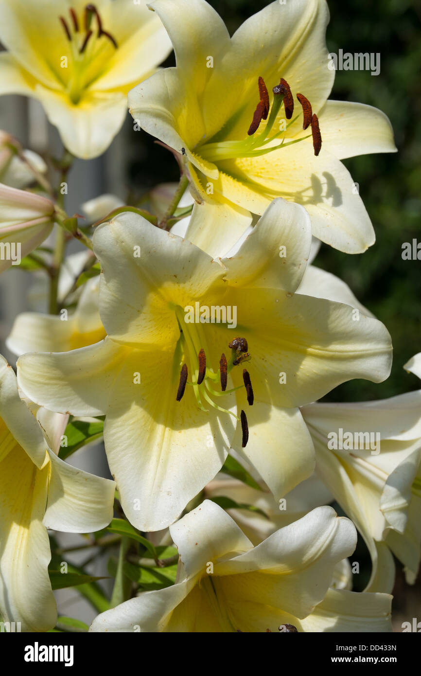 Garten du -Fotos und -Bildmaterial in hoher Auflösung – Alamy