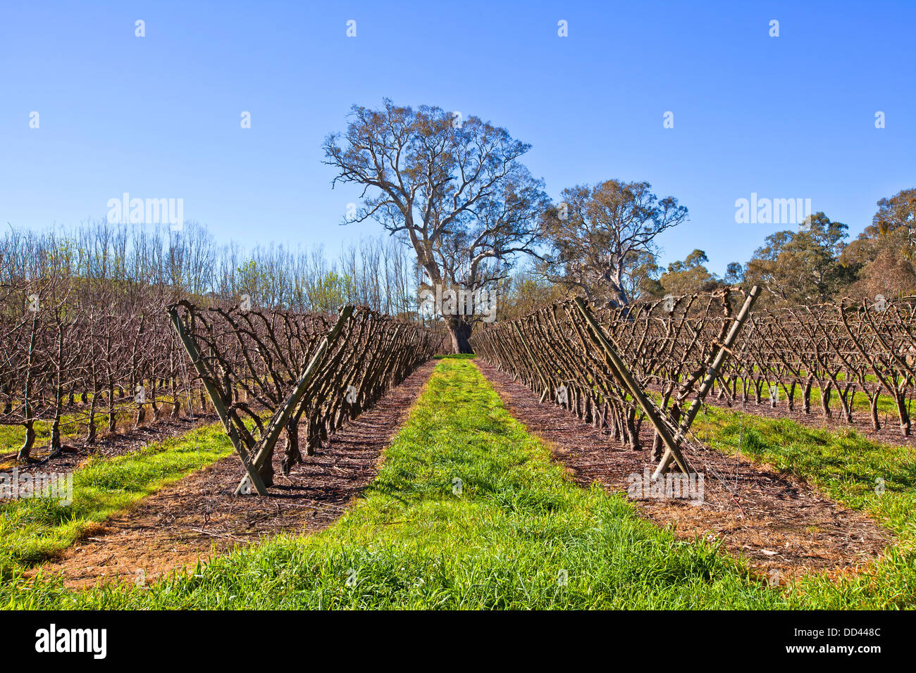 Obstgarten und Kaugummi Baum in der Nähe von Ashbourne auf der Fleurieu ...