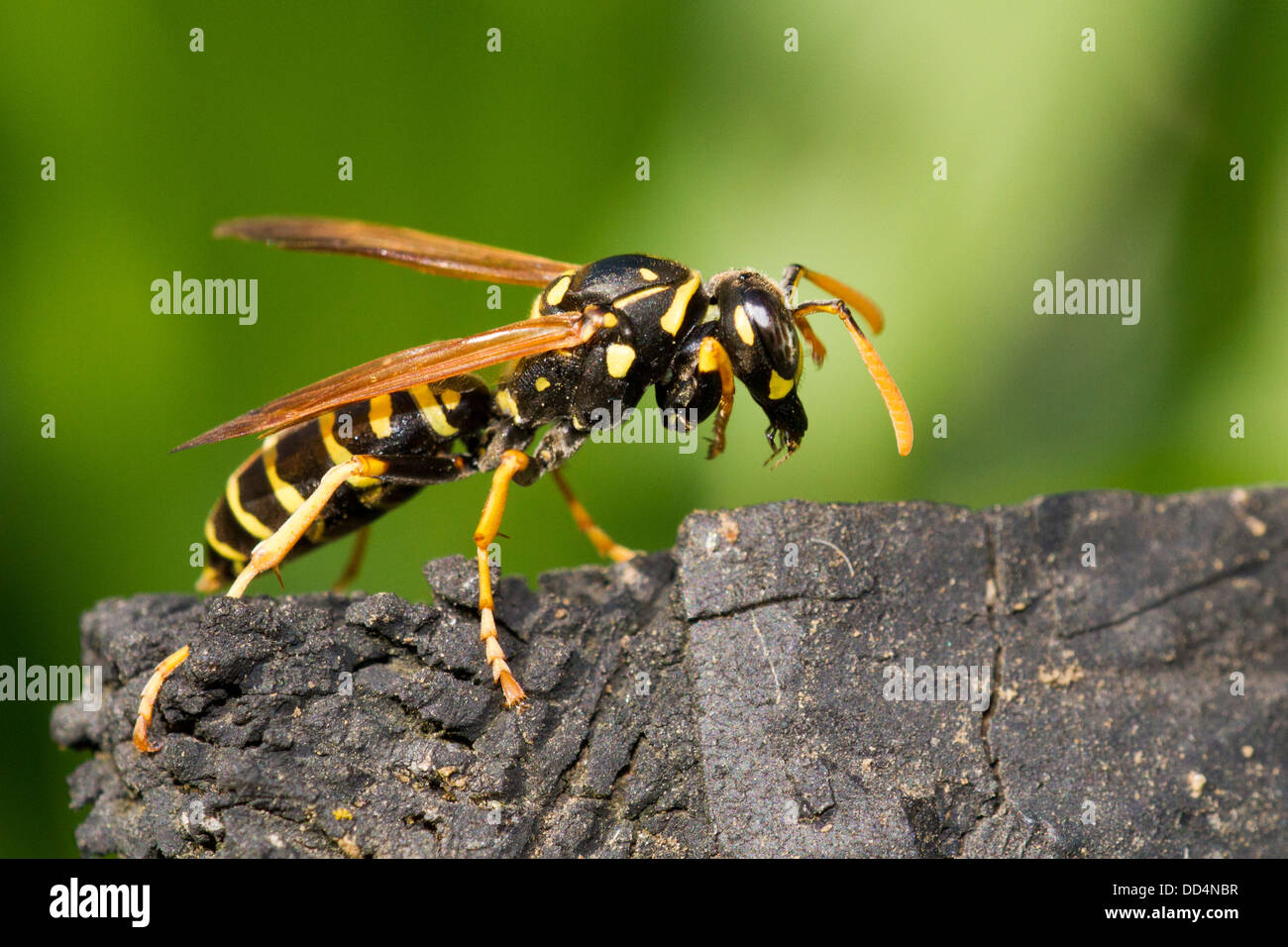 Makro insekten im sommer -Fotos und -Bildmaterial in hoher Auflösung ...