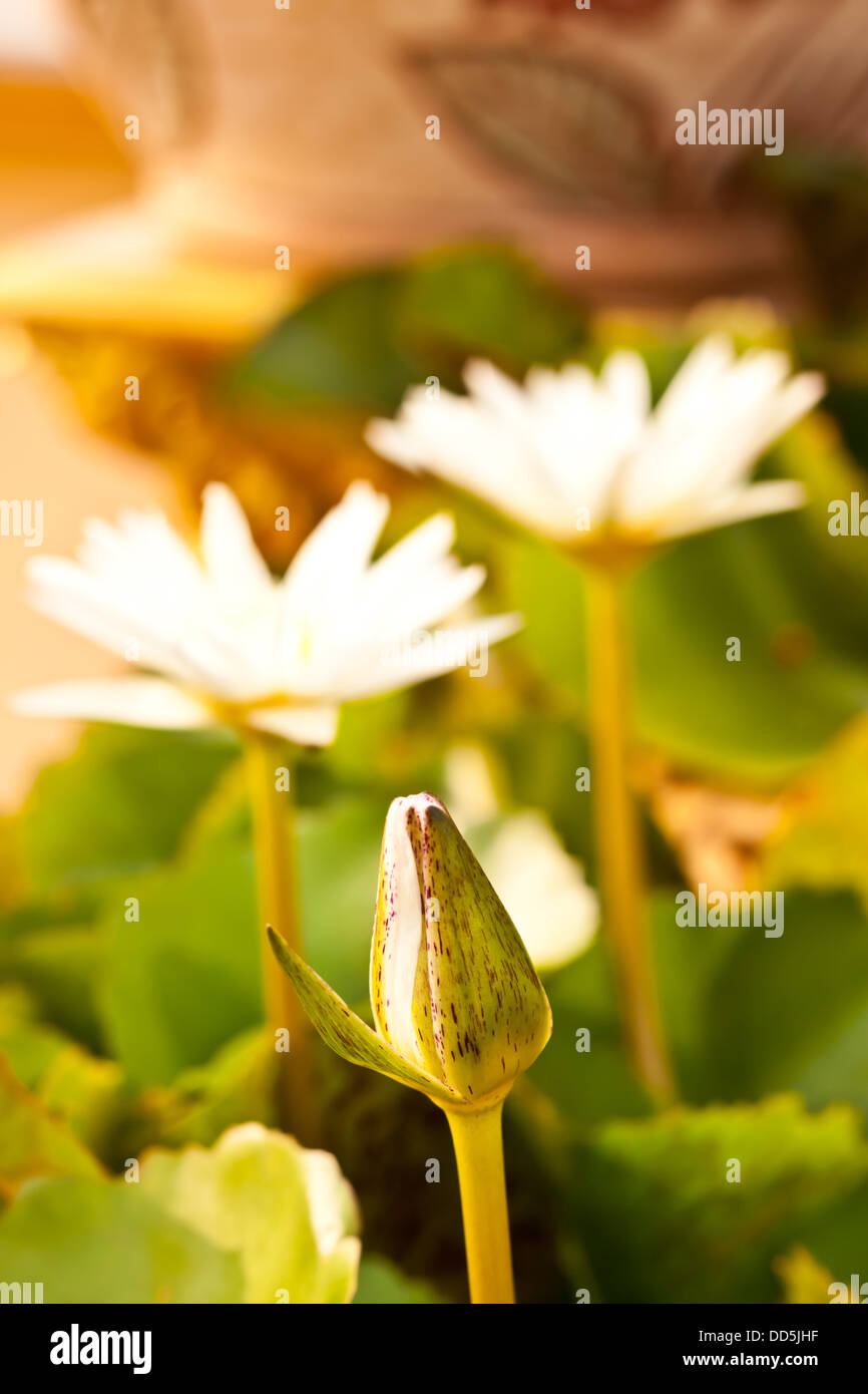 White lotus -Fotos und -Bildmaterial in hoher Auflösung - Seite 3 - Alamy