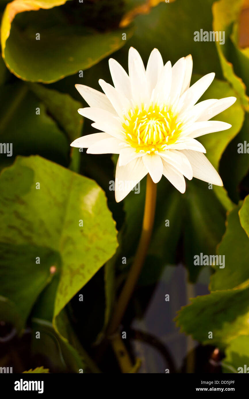 White lotus -Fotos und -Bildmaterial in hoher Auflösung - Seite 3 - Alamy