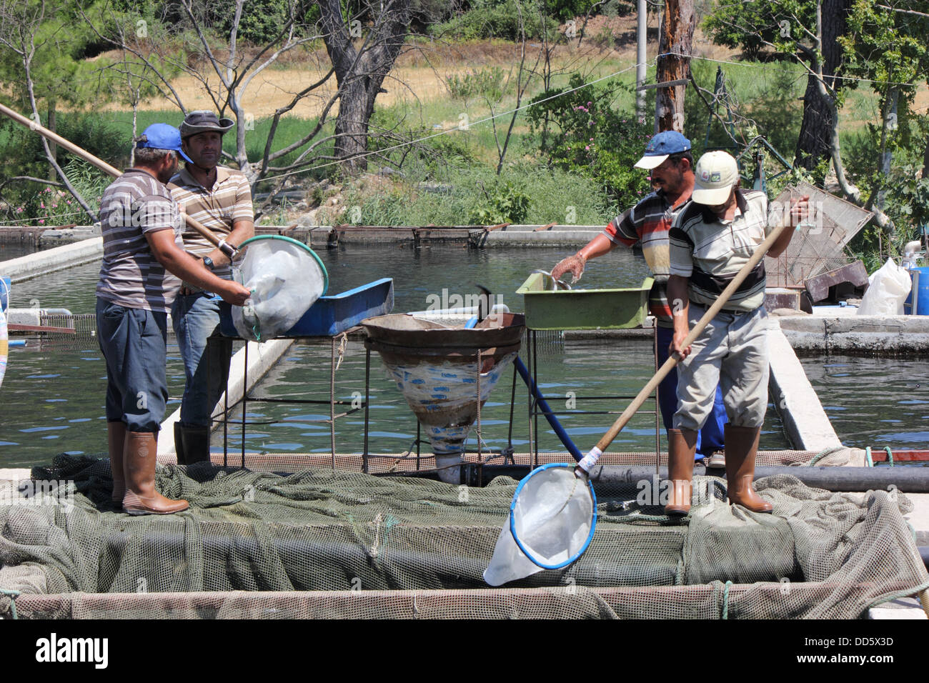Zucht forelle -Fotos und -Bildmaterial in hoher Auflösung – Alamy